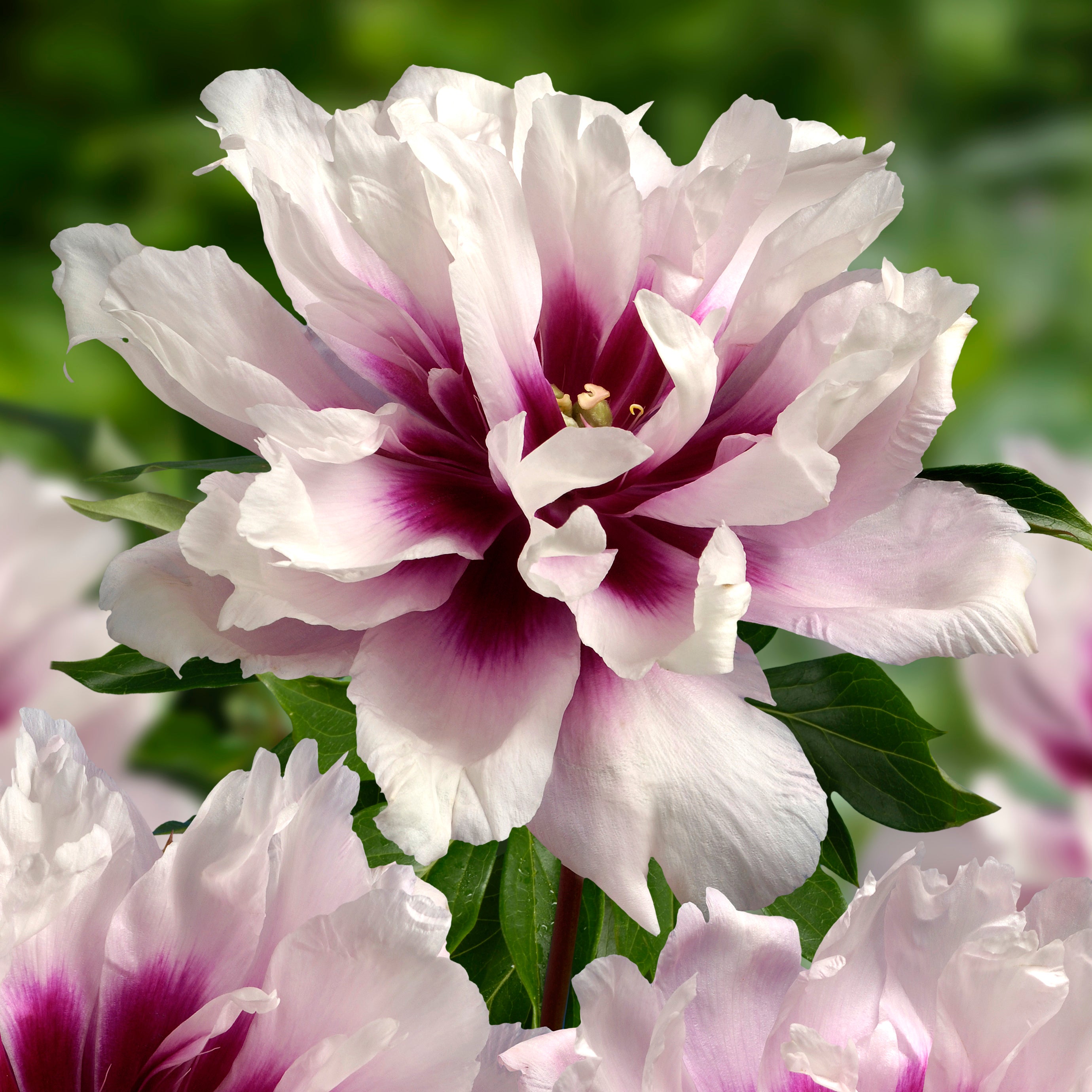 Peony Cora Louise Itoh per 1 piece Fluwel