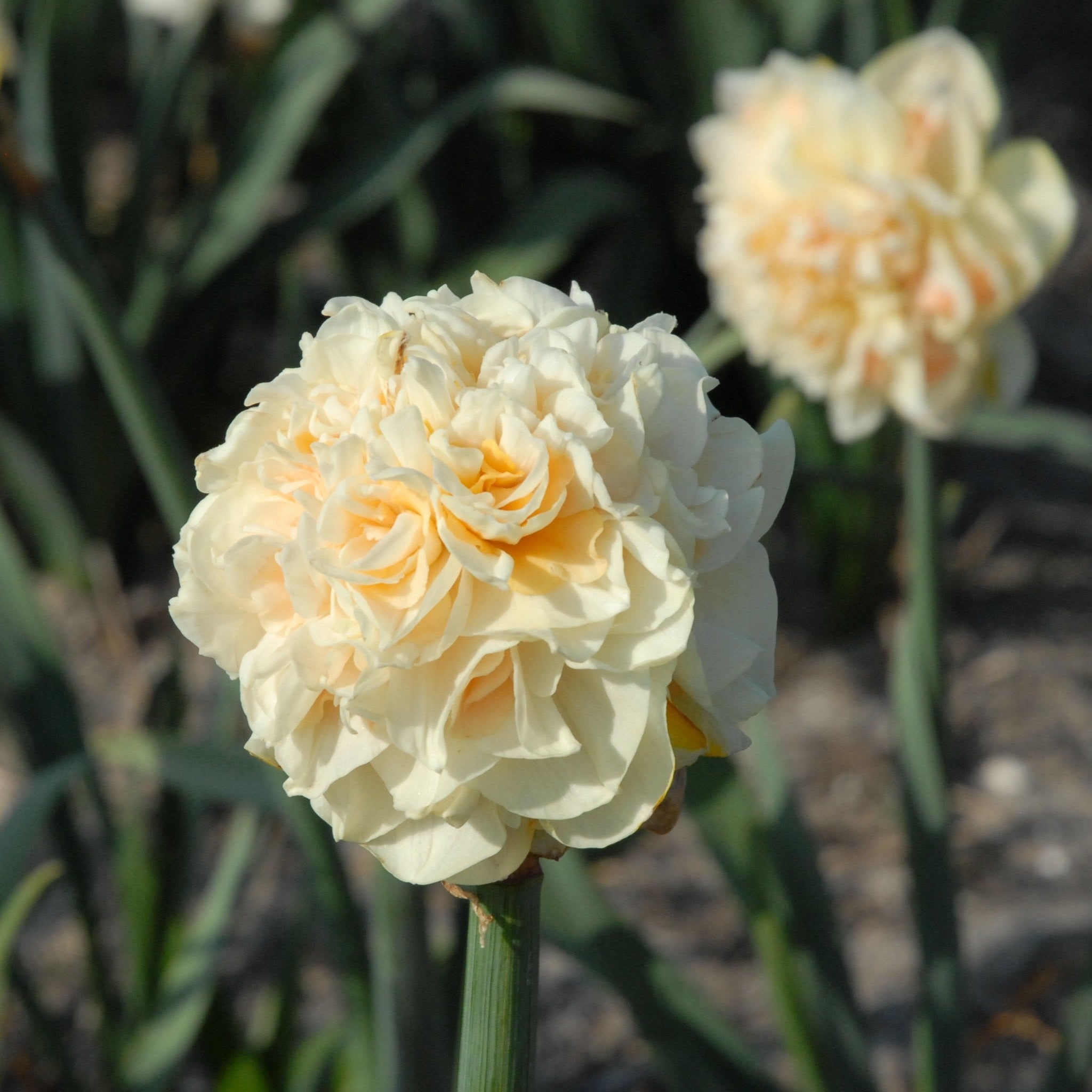 Daffodil Pom Pom Rose (Narcissus) | per 10 bulbs | Fluwel