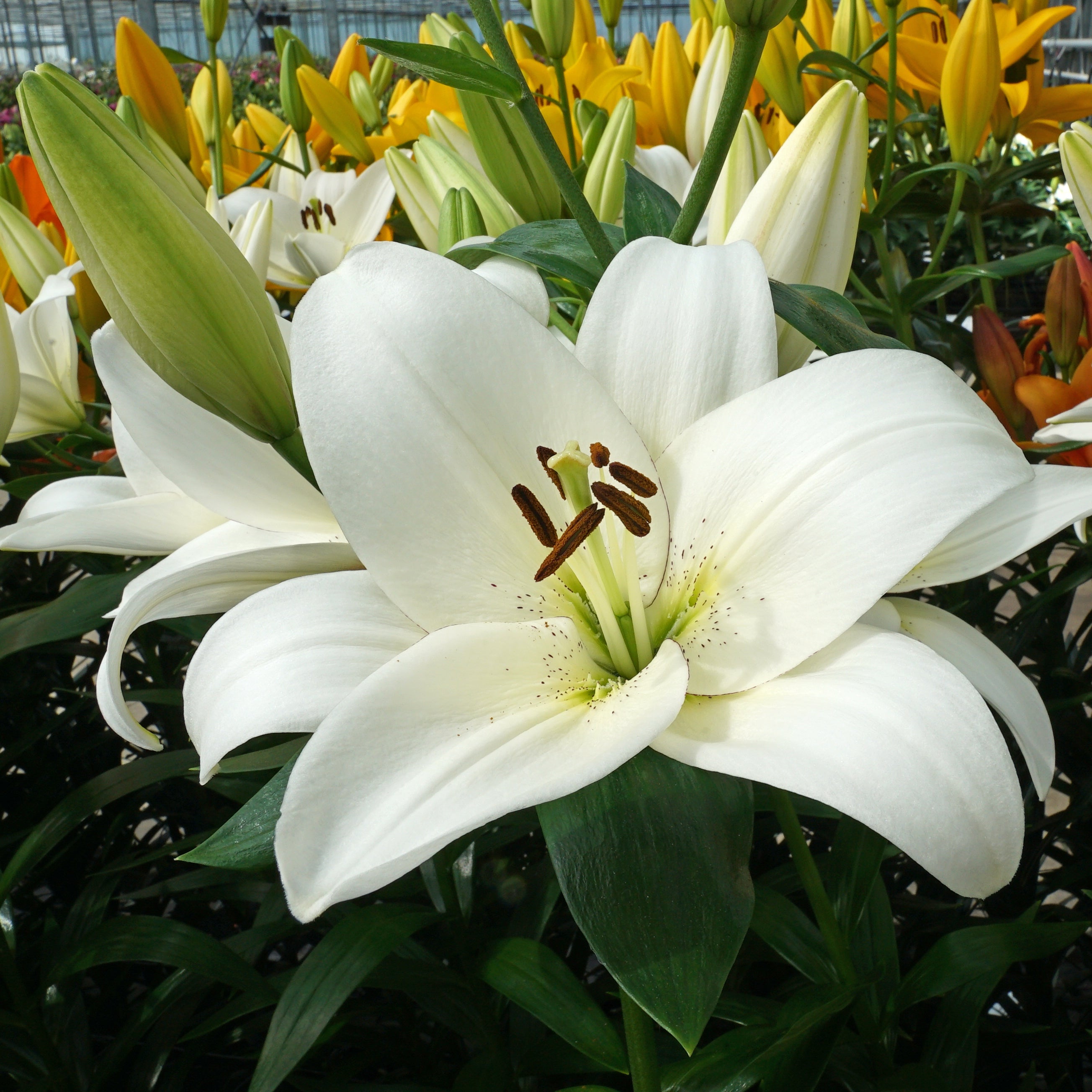Beautiful Lilies | Buy Lily bulbs online at Fluwel