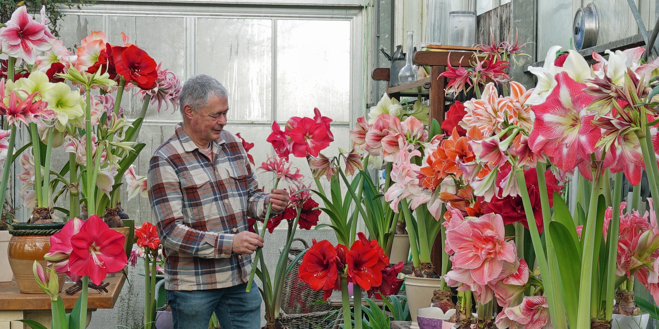Flower bulbs: Tulips, Daffodils, Amaryllis | Fluwel