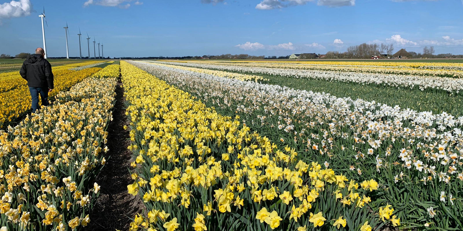 Flower bulbs: Tulips, Daffodils, Amaryllis | Fluwel