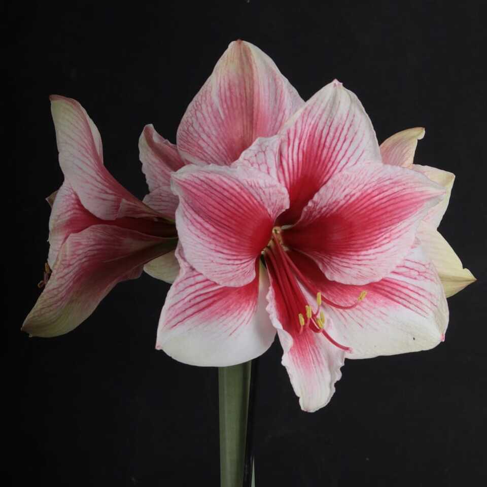 Amaryllis Pink Beauty (Hippeastrum) | per 1 piece from Fluwel
