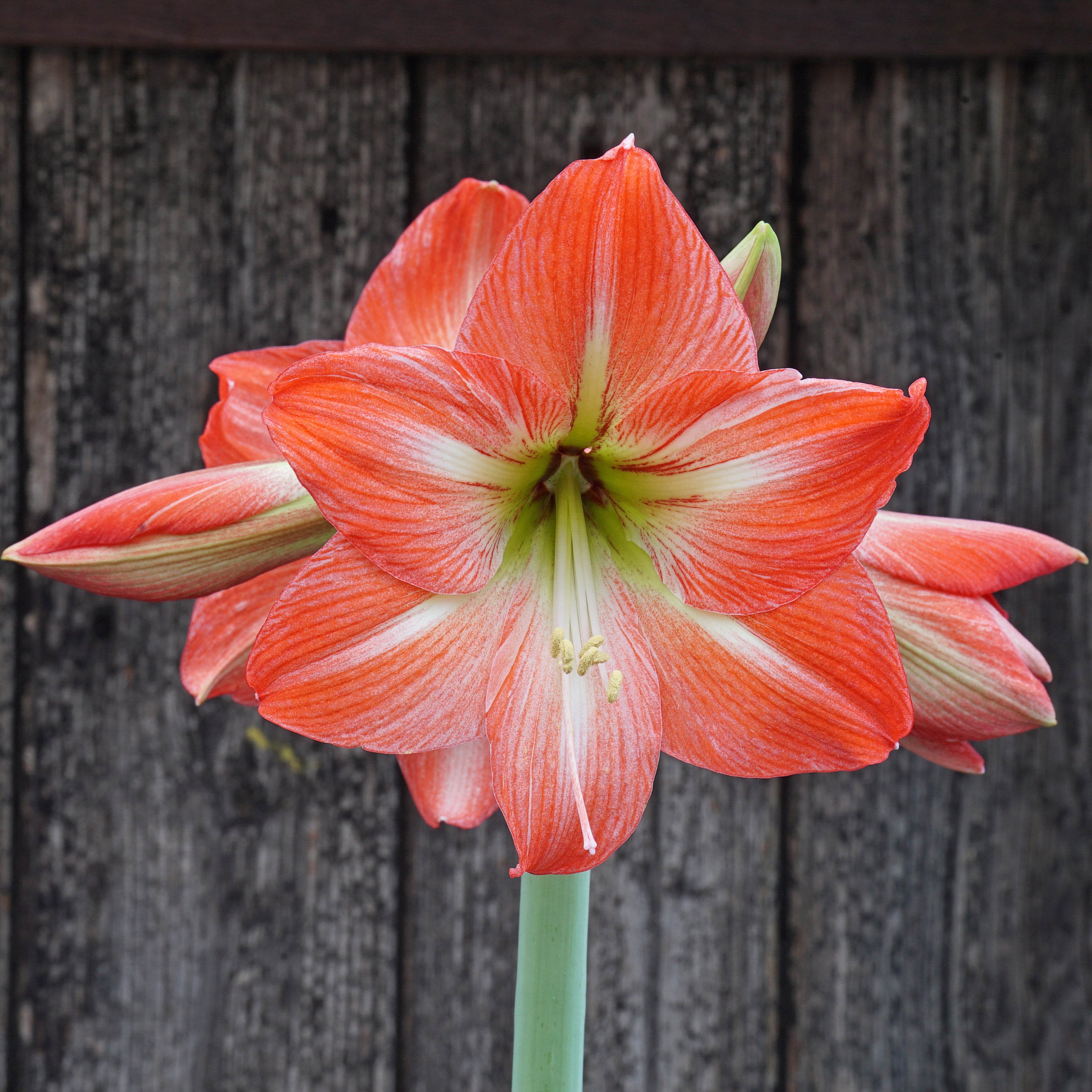 Amaryllis Mango Charm (Hippeastrum) | per 1 piece from Fluwel