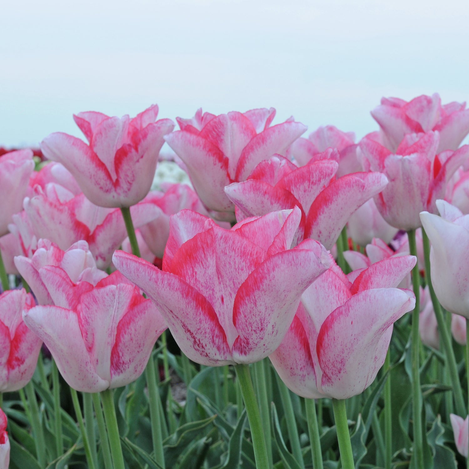 Tulip Beauty Trend (Tulipa) | per 20 bulbs | Fluwel
