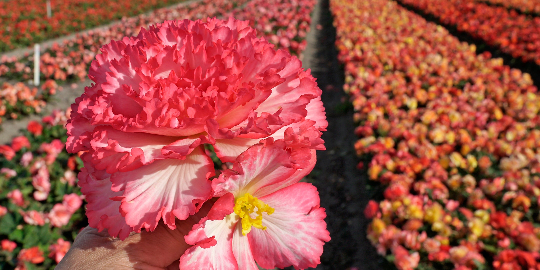Flower bulbs: Tulips, Daffodils, Amaryllis | Fluwel