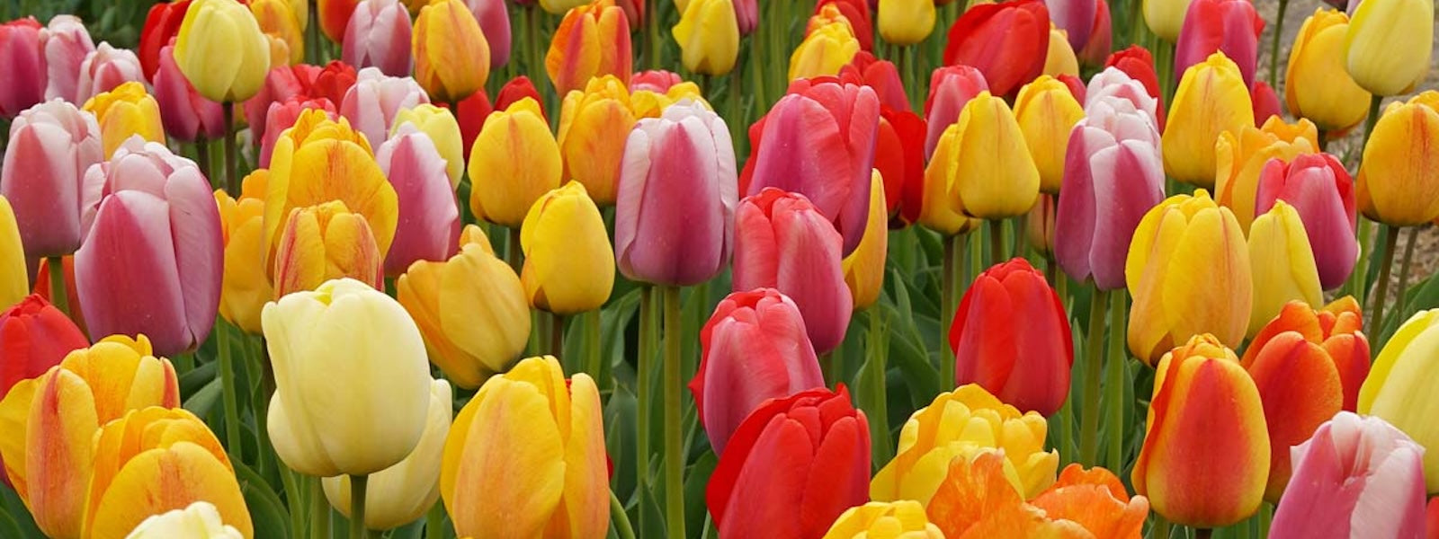 Buy Flower Bulbs – Tulips, Daffodils, Amaryllis & More | Fluwel