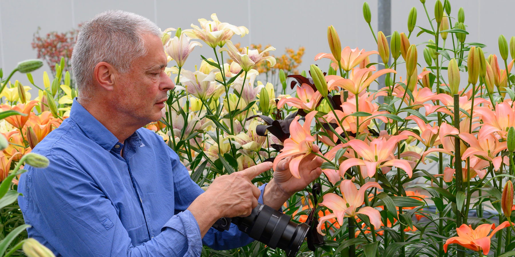 Flower bulbs: Tulips, Daffodils, Amaryllis | Fluwel
