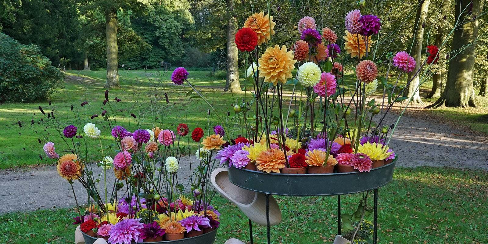 Flower bulbs: Tulips, Daffodils, Amaryllis | Fluwel