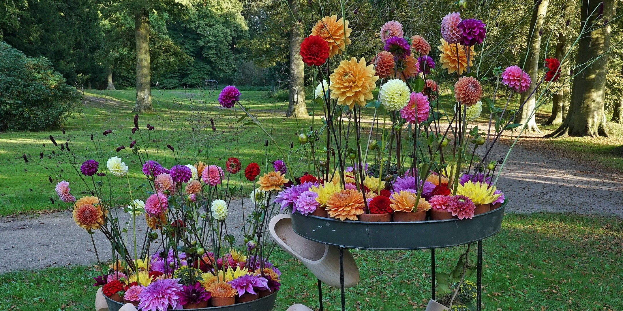 Flower bulbs: Tulips, Daffodils, Amaryllis | Fluwel