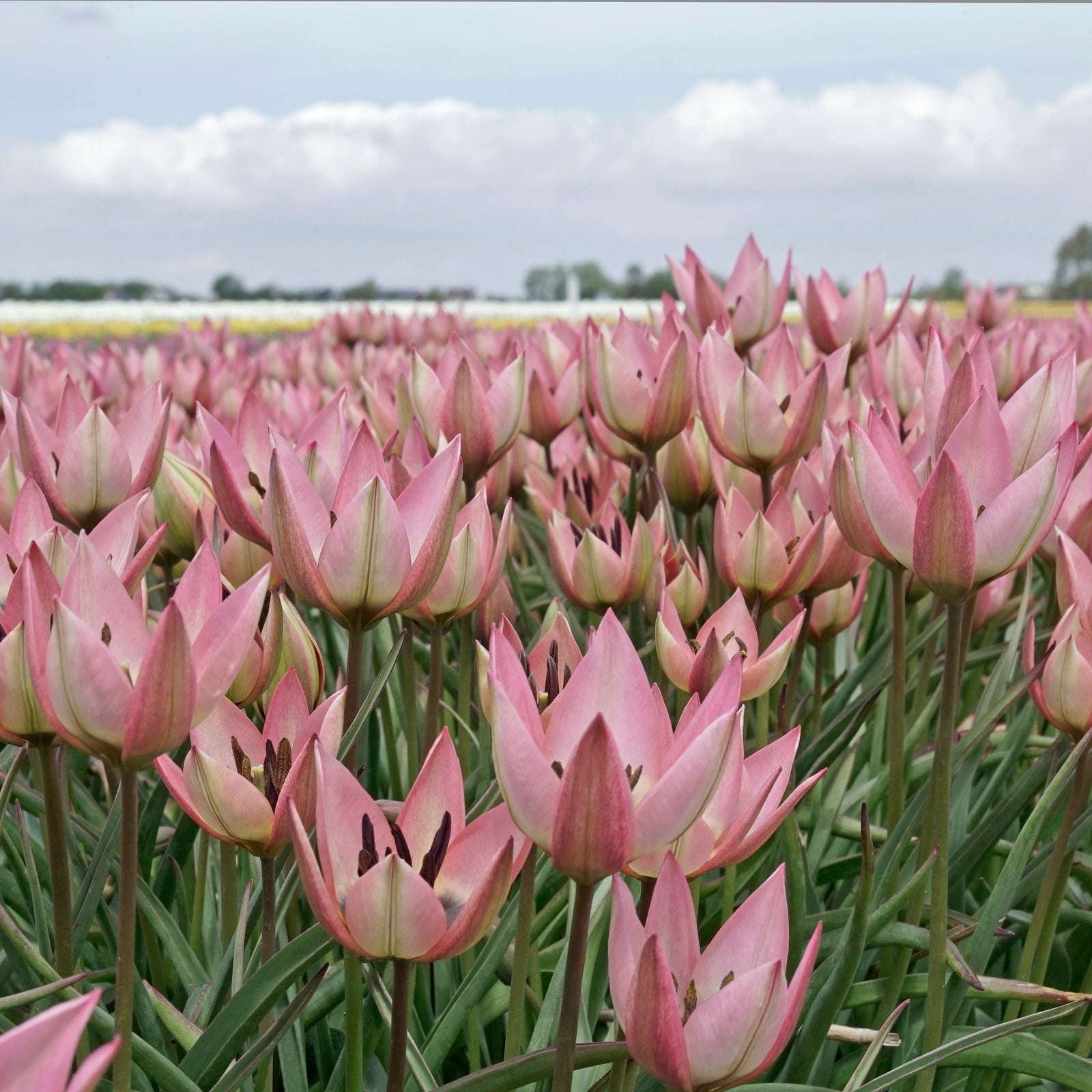 Tulip Danique (Tulipa) | per 20 bulbs | Fluwel