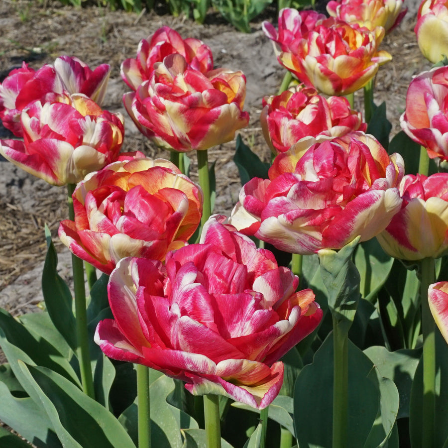 Tulips, tulip bulbs - Fluwel – Page 3
