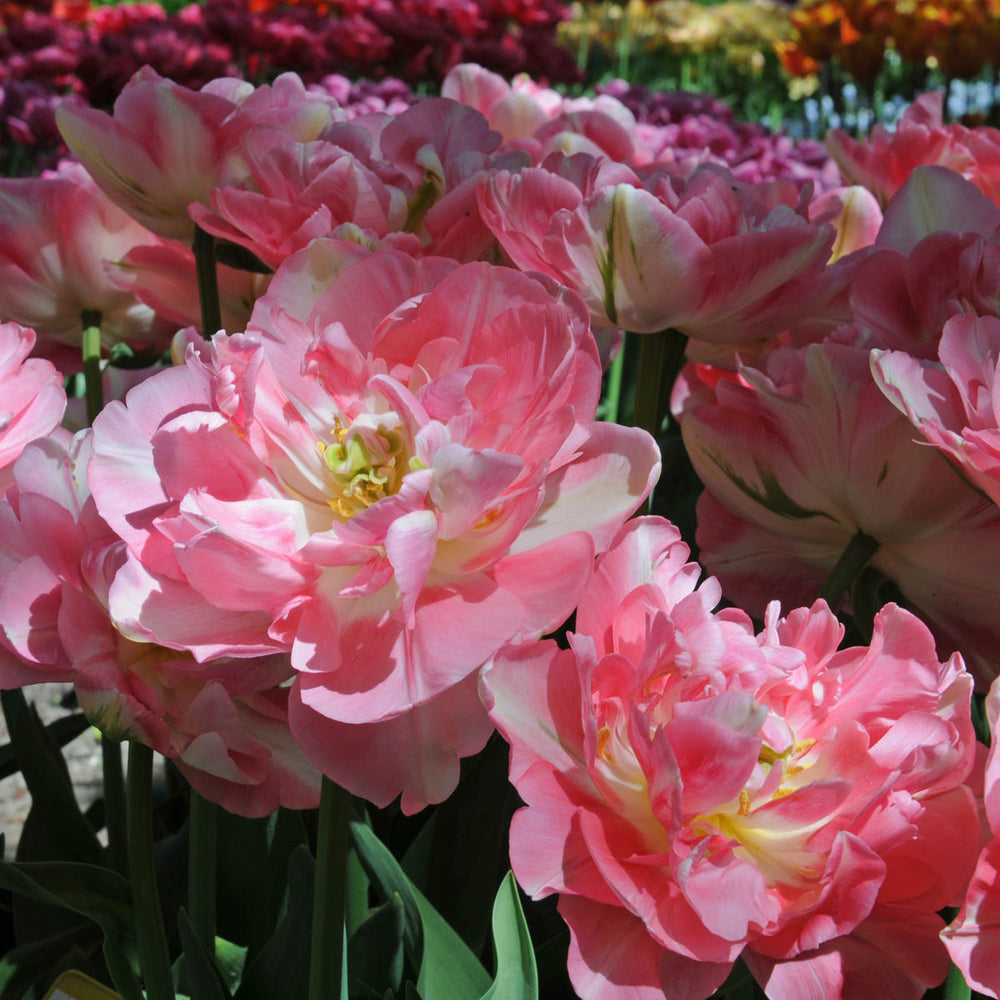 Tulip Finola (Tulipa) - Fluwel