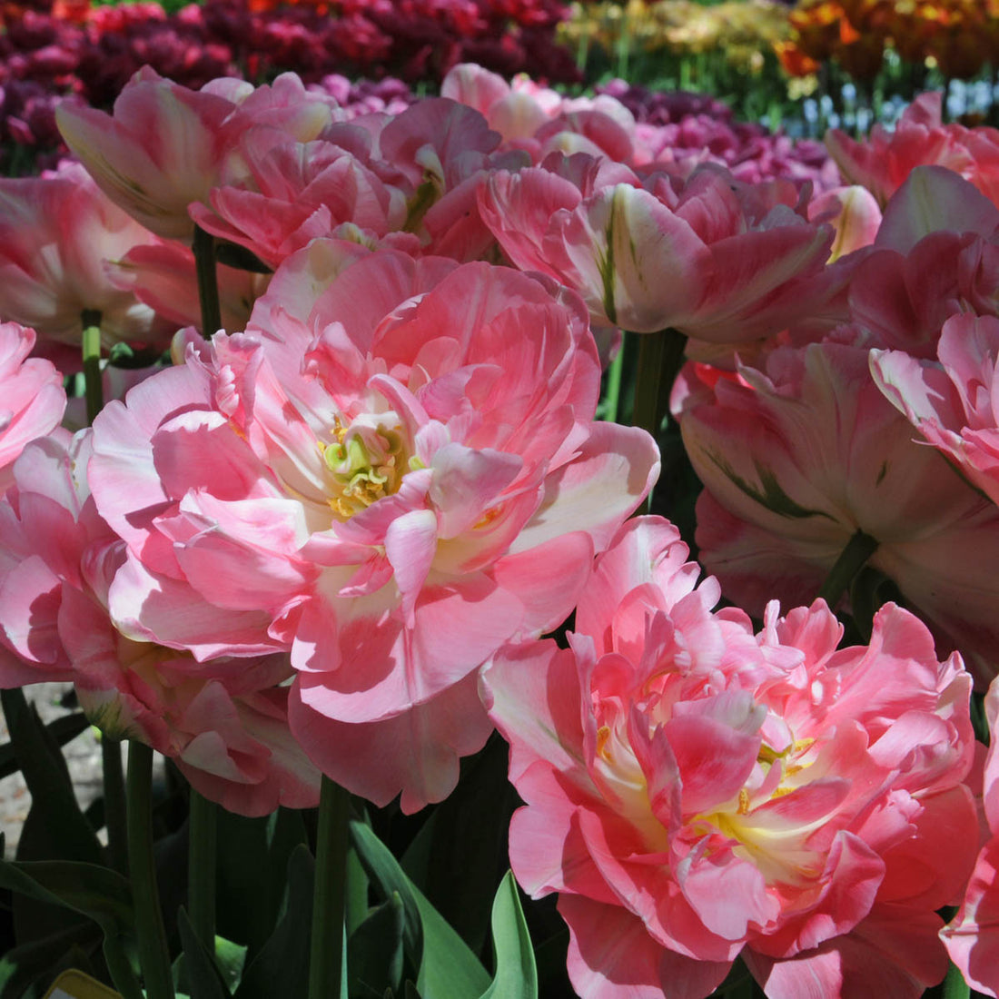 Tulip Finola (Tulipa) | per 20 bulbs | Fluwel