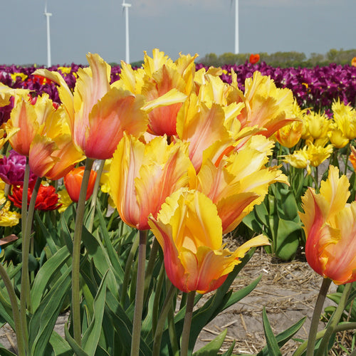 Tulip Flaming Memory (Tulipa) | per 10 bulbs | Fluwel