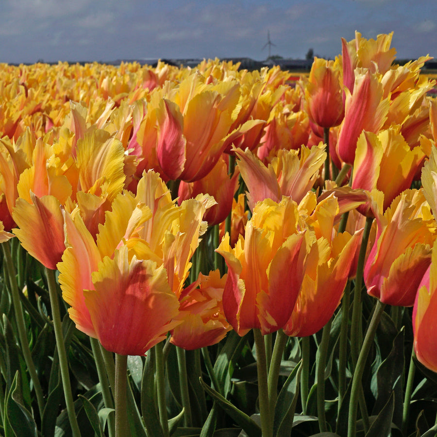 Tulips, tulip bulbs - Fluwel – Page 3