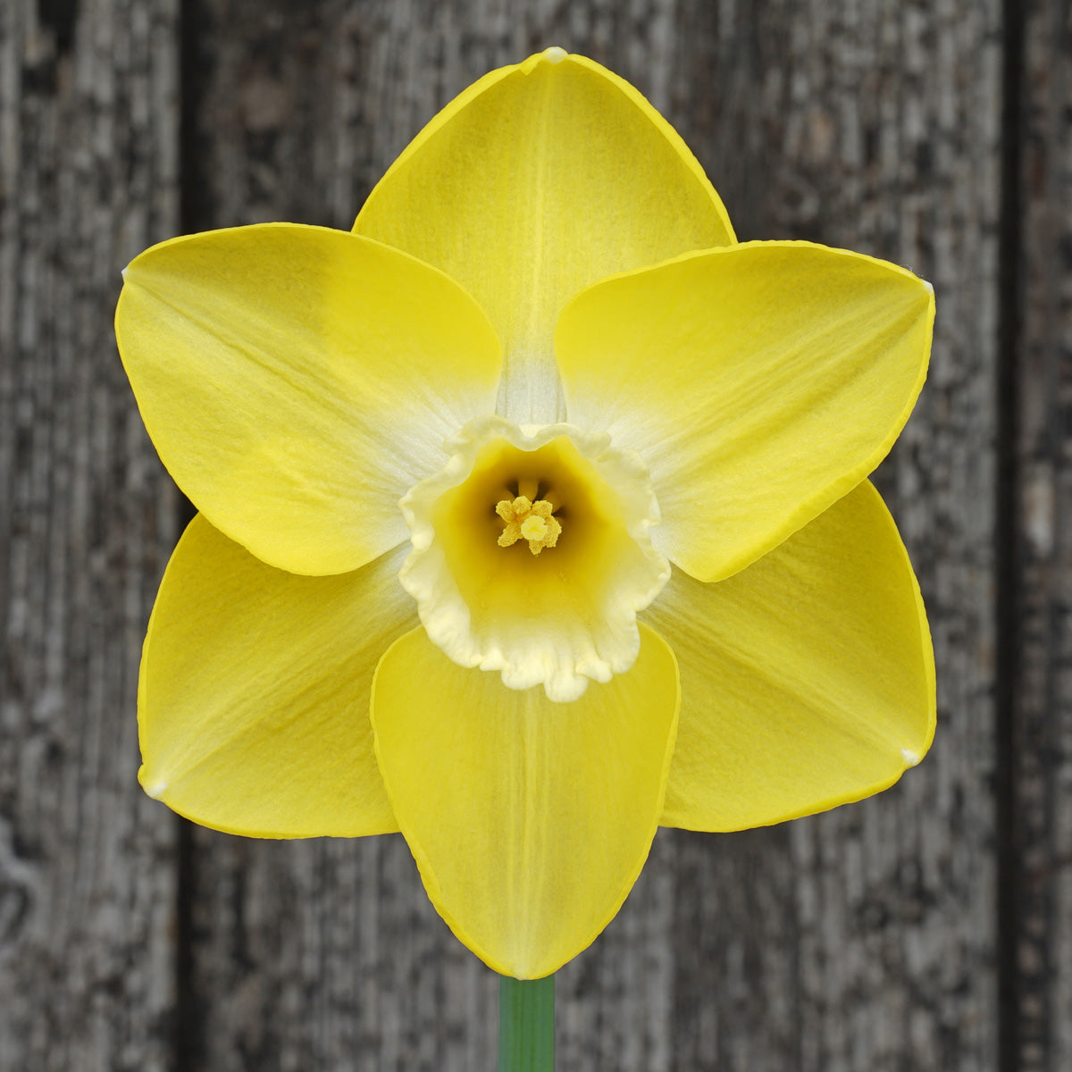 Flor d'Luna - 2y-w - (C. Postles) - Mid Season