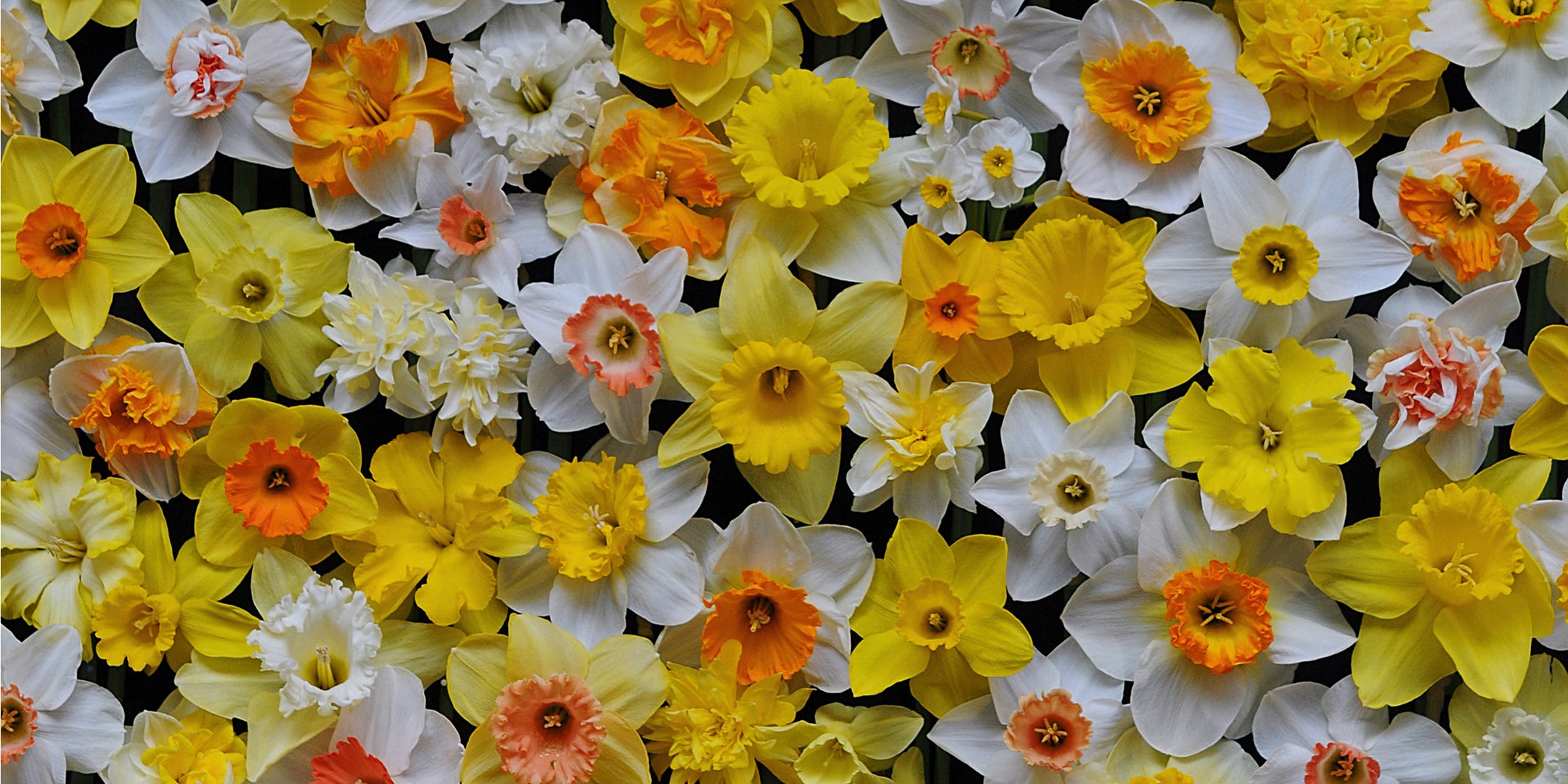 Flower bulbs: Tulips, Daffodils, Allium | Fluwel