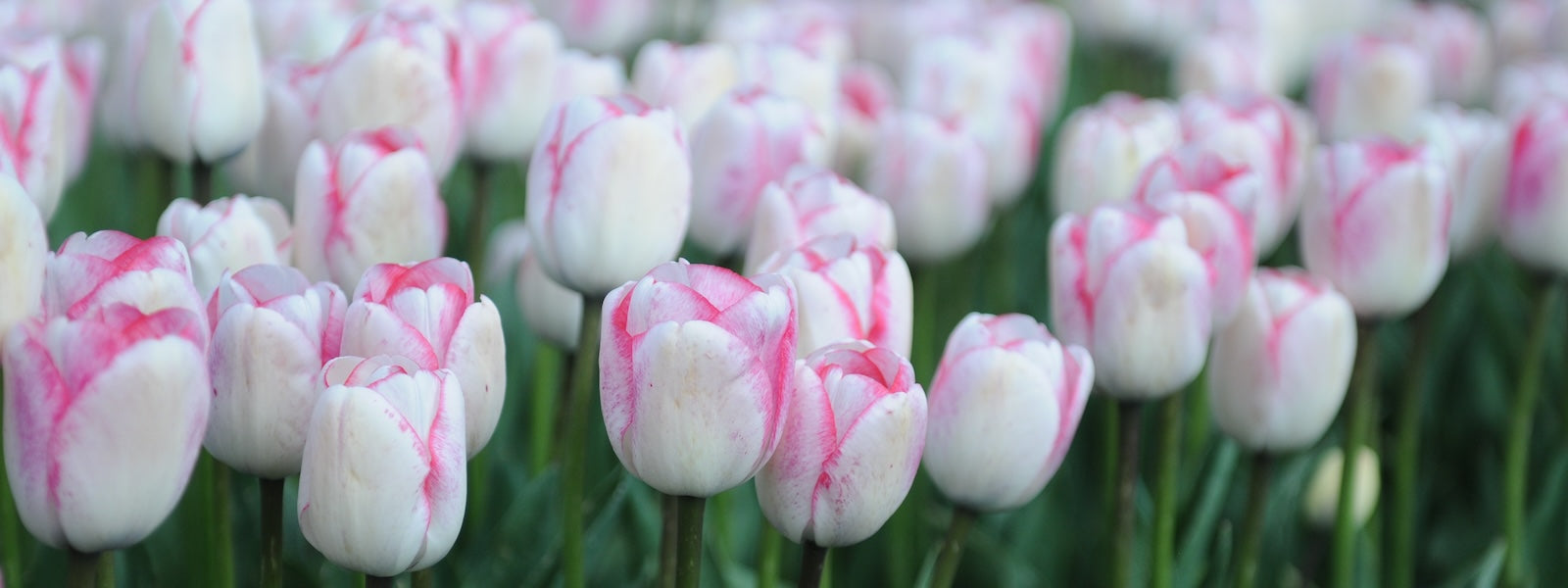 Flower bulbs: Tulips, Daffodils, Amaryllis | Fluwel