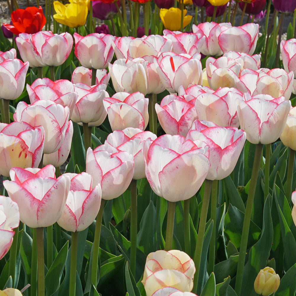 Tulips, tulip bulbs - Fluwel – Page 4