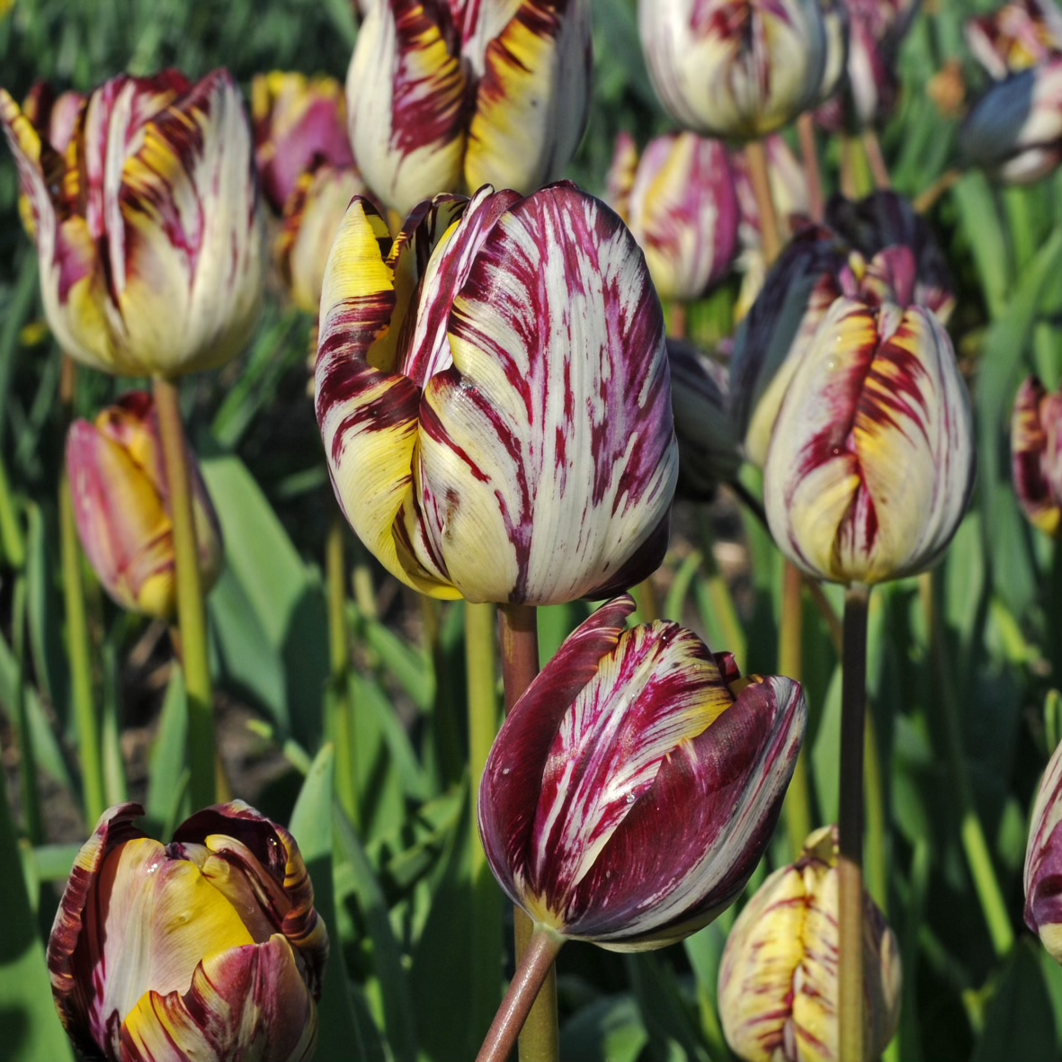Tulip Insulinde (Tulipa) | per 5 bulbs | Fluwel