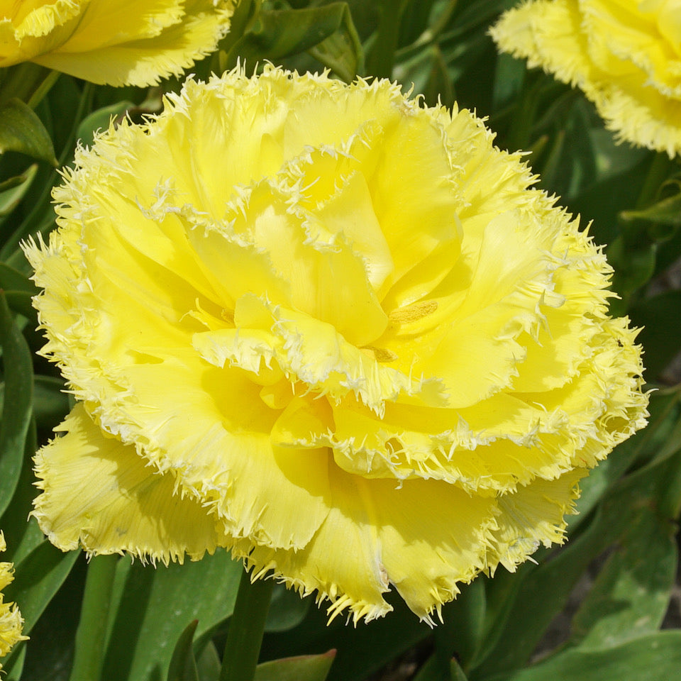 Tulip Lemon Shoot (Tulipa) | per 10 pieces | Fluwel