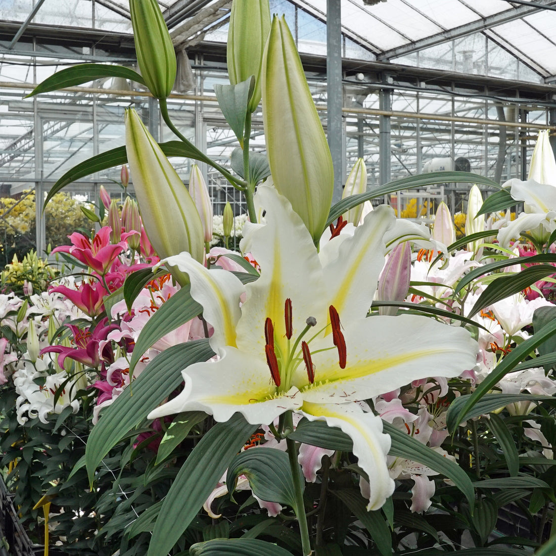 Buy Lilium Baferrari | per 5 bulbs | Fluwel