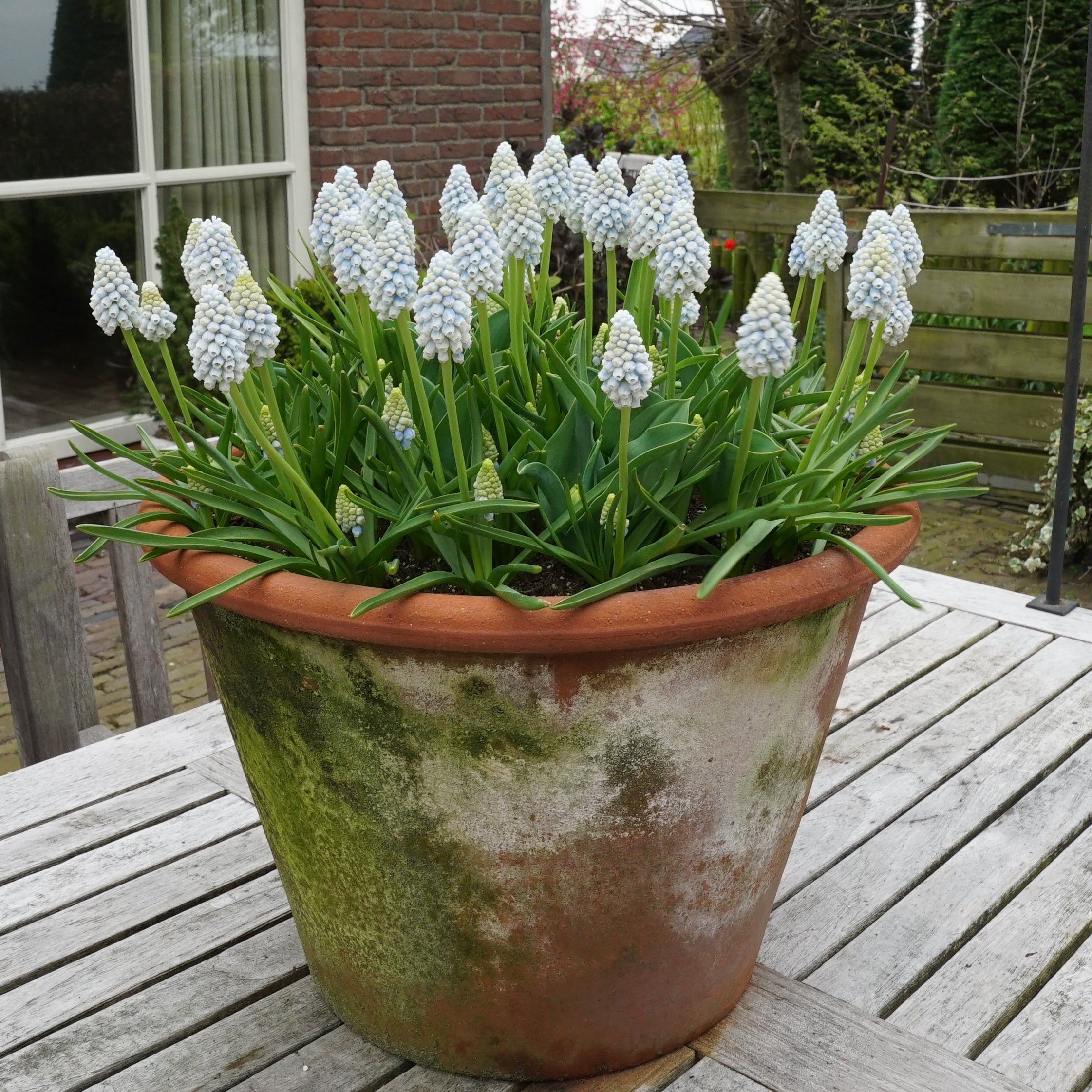 Muscari Alaska (Grape Hyacinth) | per 50 pieces | Fluwel