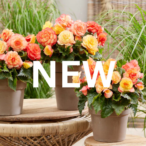 Buy the Newest Bulbs | Discover Our Collection | Fluwel