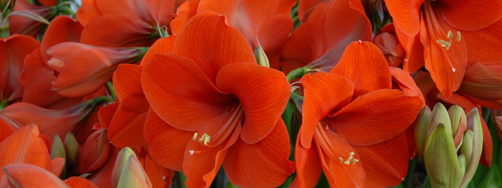 Flower bulbs: Tulips, Daffodils, Amaryllis | Fluwel