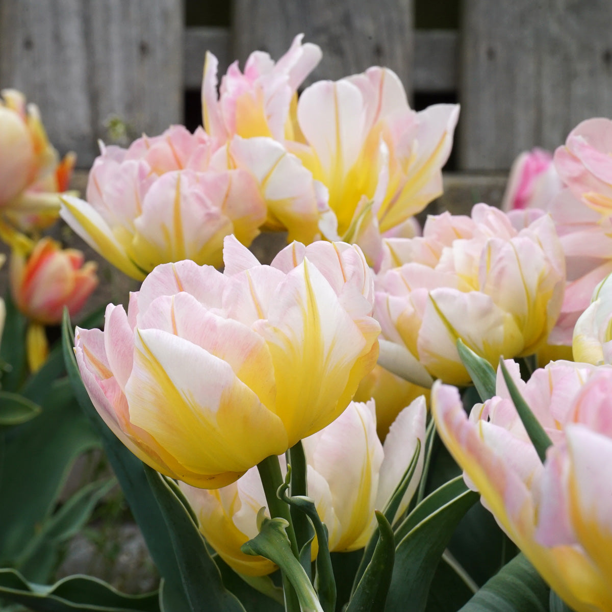 Tulip Password (Tulipa) | per 20 pieces | Fluwel