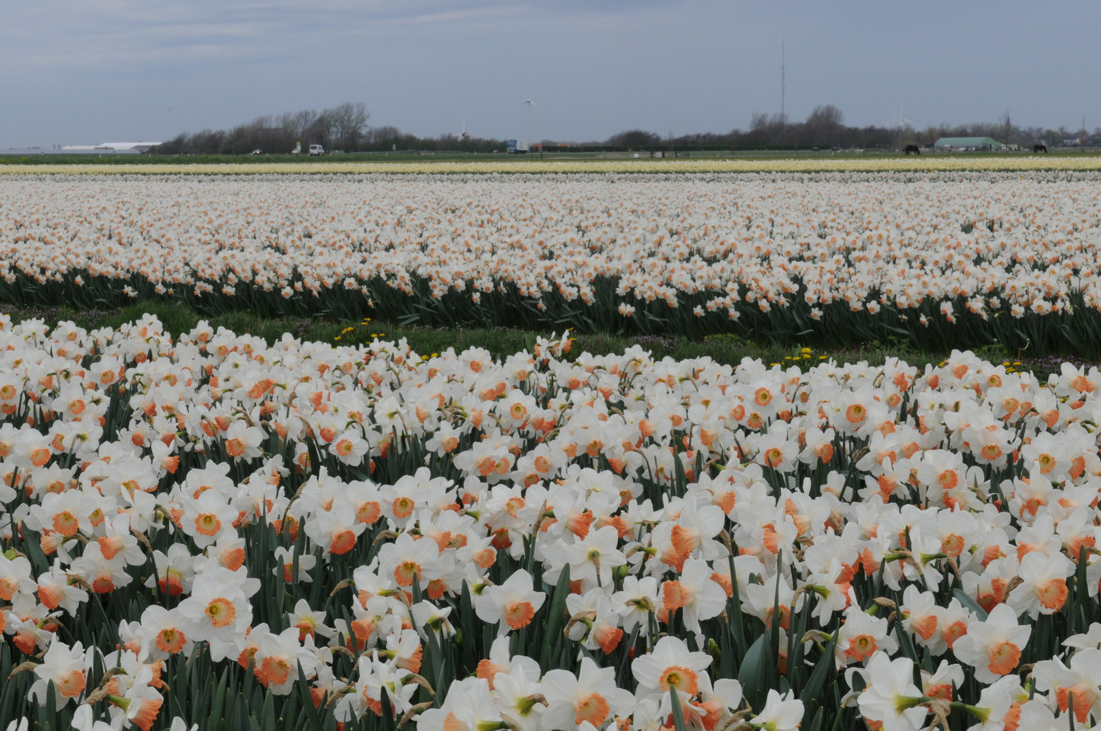 Flower bulbs: Tulips, Daffodils, Amaryllis | Fluwel