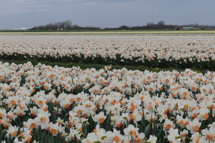Flower bulbs: Tulips, Daffodils, Amaryllis | Fluwel