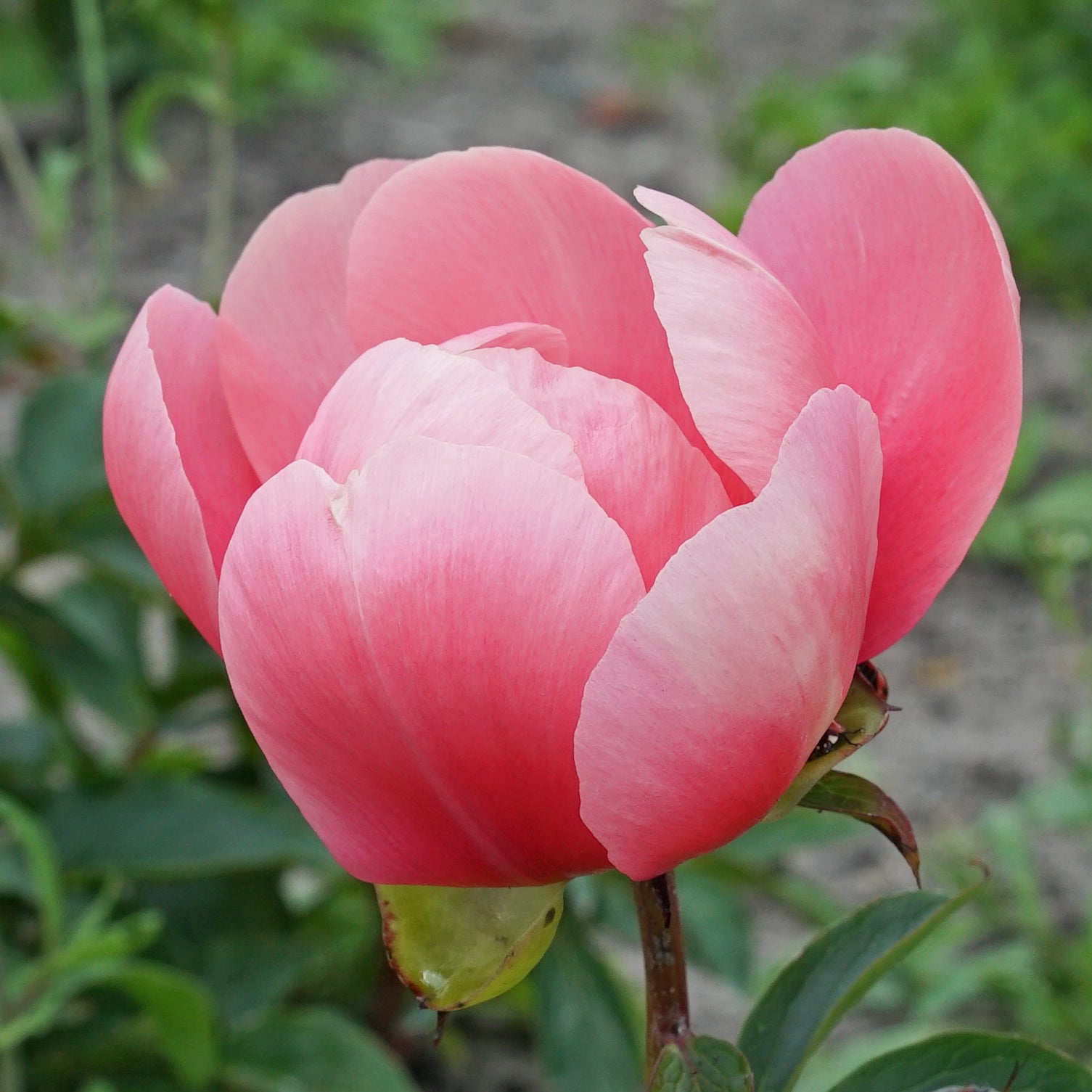 Peony Lovely Rose | per 1 piece | Fluwel