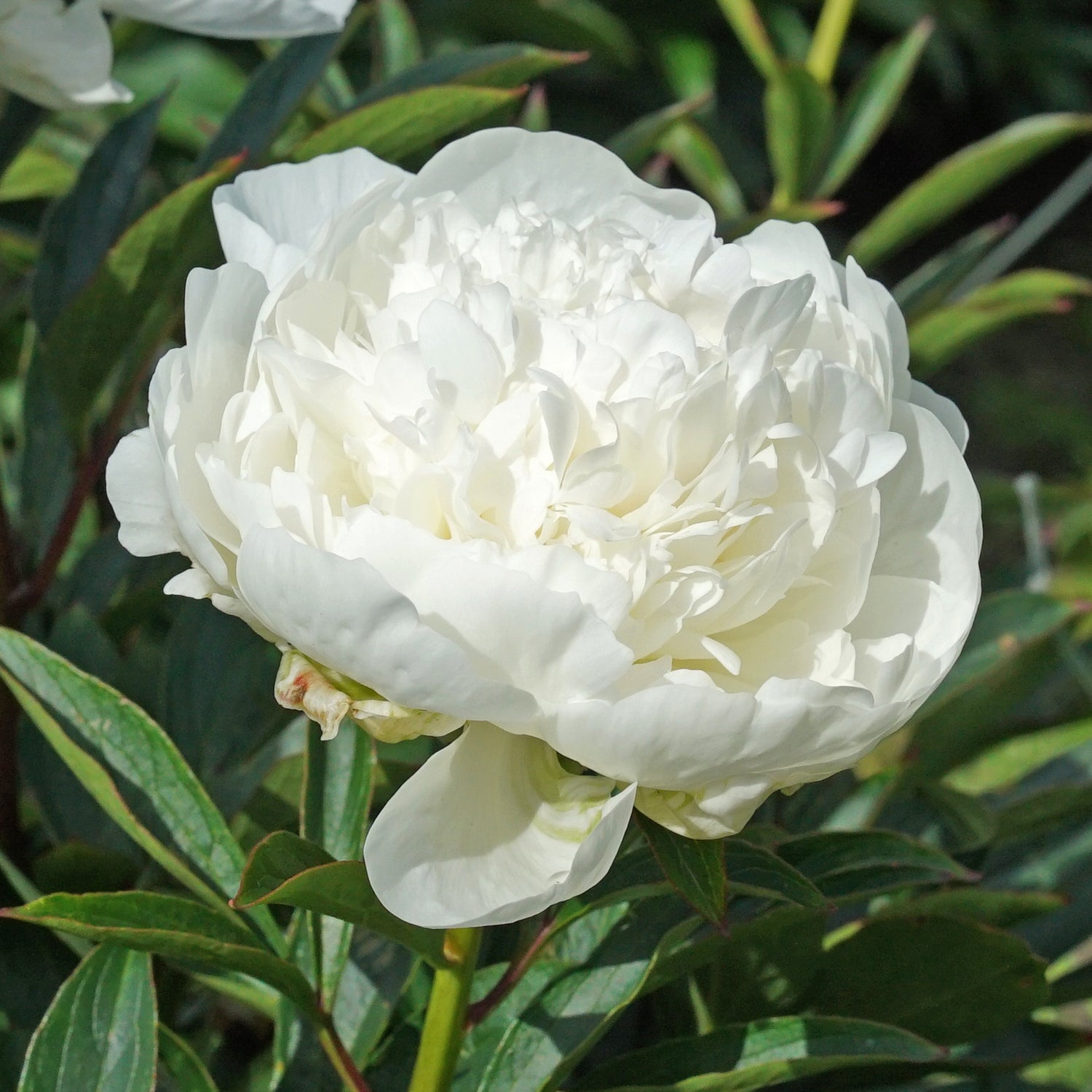 Peony Madame Claude Tain | per 1 piece | Fluwel