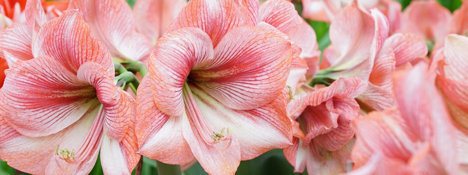 Flower bulbs: Tulips, Daffodils, Amaryllis | Fluwel