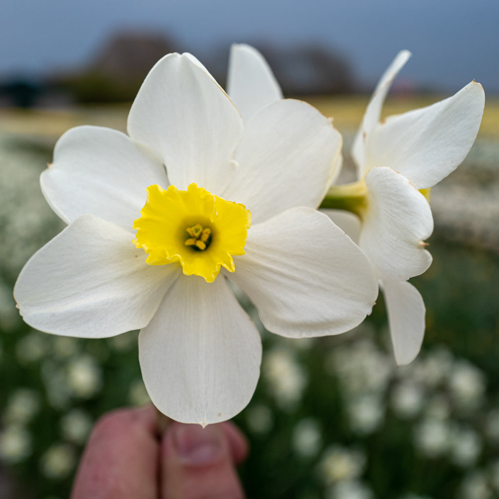 Daffodil Queen of the North (Narcissus) | per 5 bulbs | Fluwel