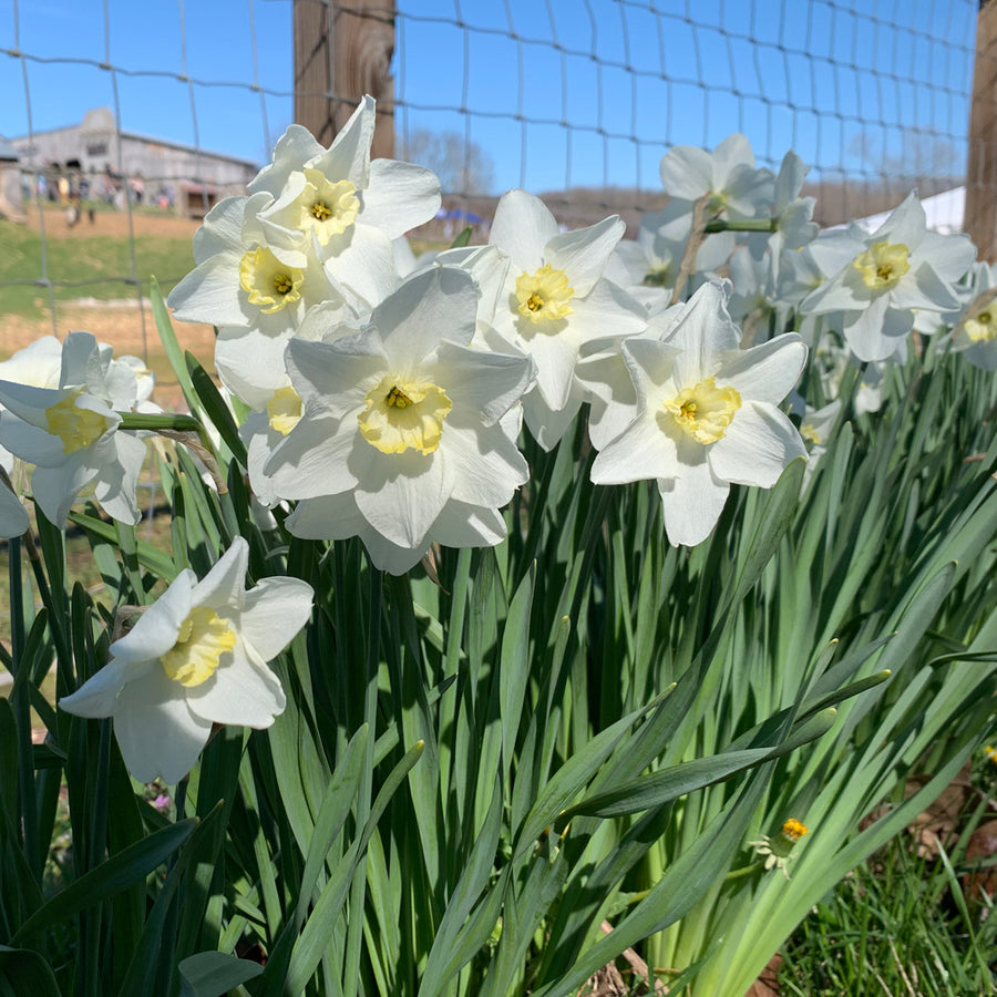 Daffodil Queen of the North (Narcissus) | per 10 pieces | Fluwel