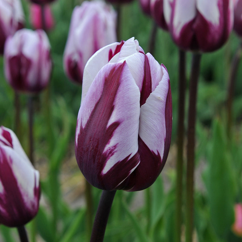 Tulip Rems Favorite (Tulipa) | per 20 bulbs | Fluwel
