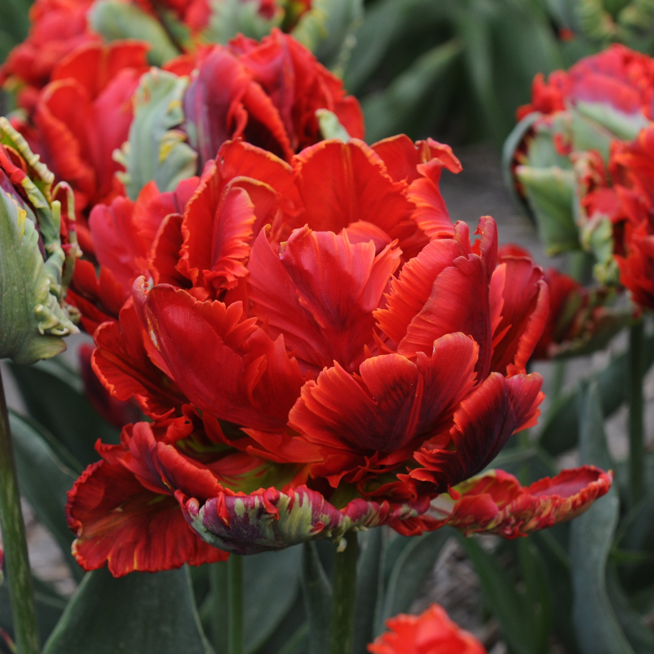 Tulip Rococo Double | per 20 bulbs | Fluwel