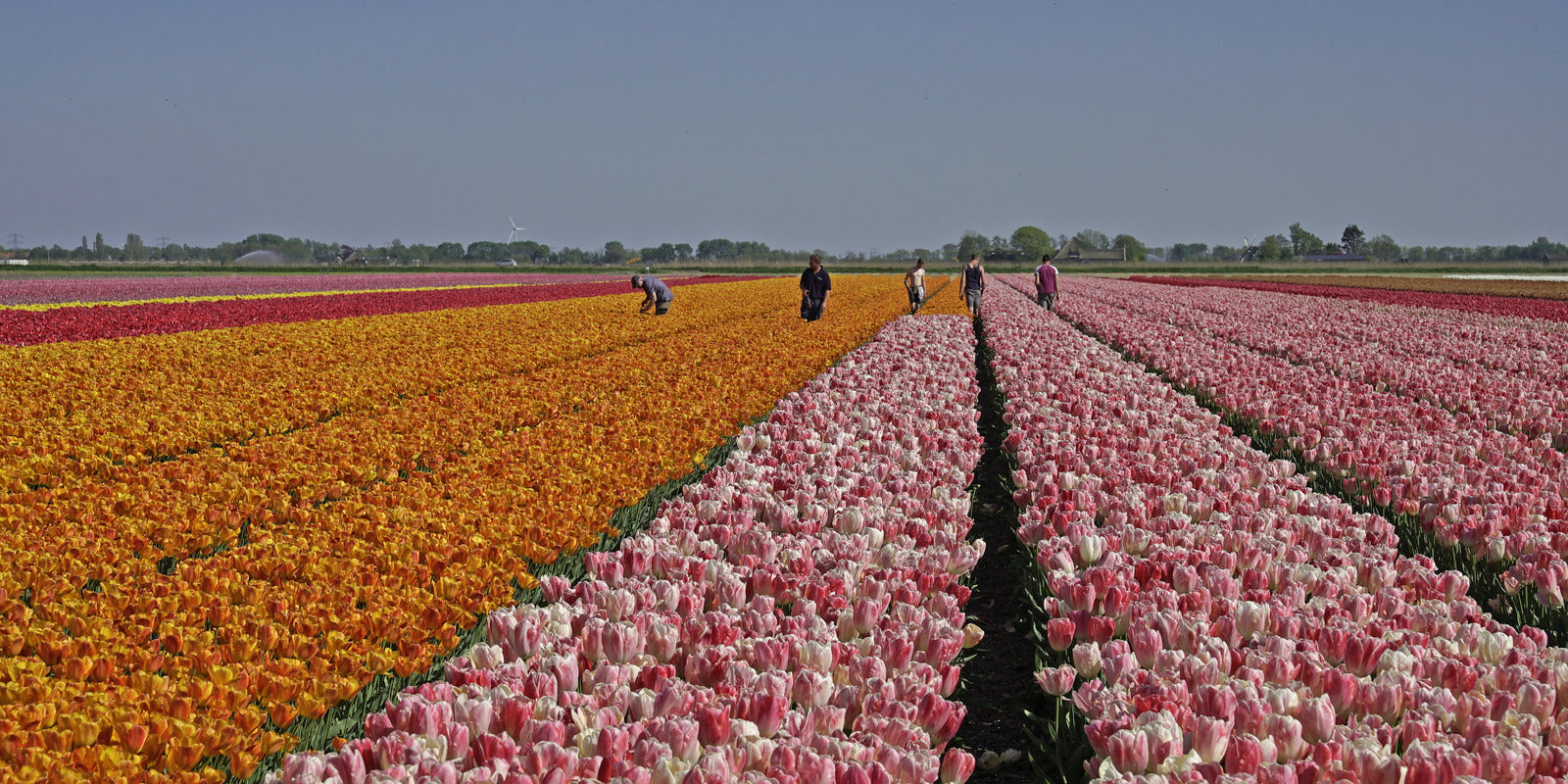 Flower bulbs: Tulips, Daffodils, Amaryllis | Fluwel