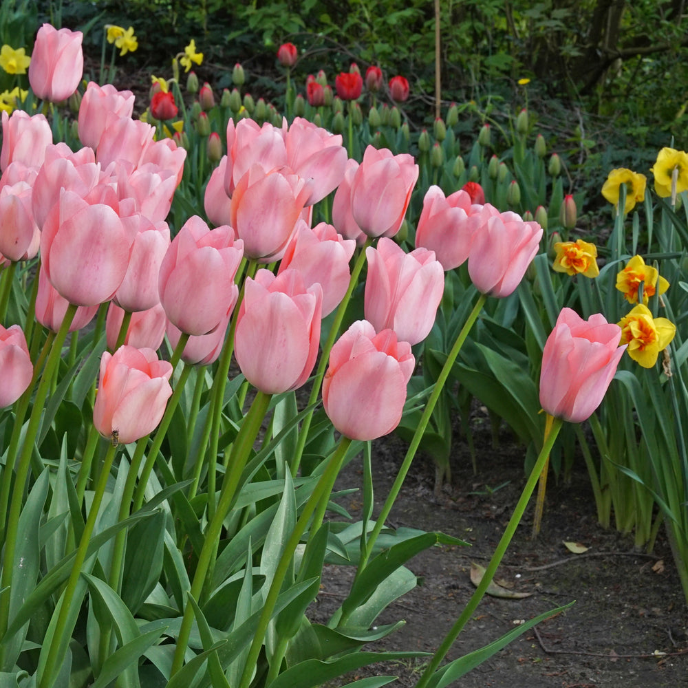 Tulip Bella Blush (Tulipa) | per 20 bulbs | Fluwel