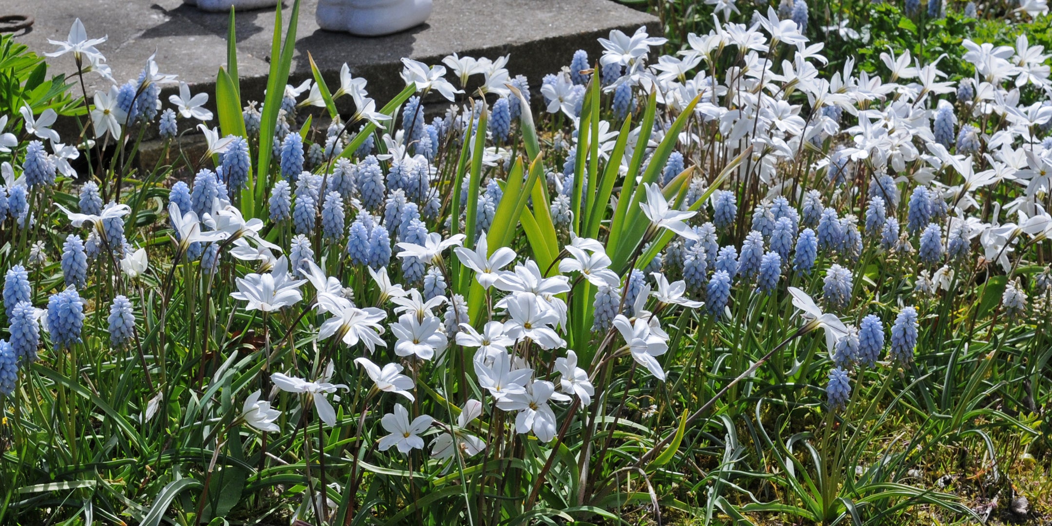 Flower bulbs: Tulips, Daffodils, Allium | Fluwel