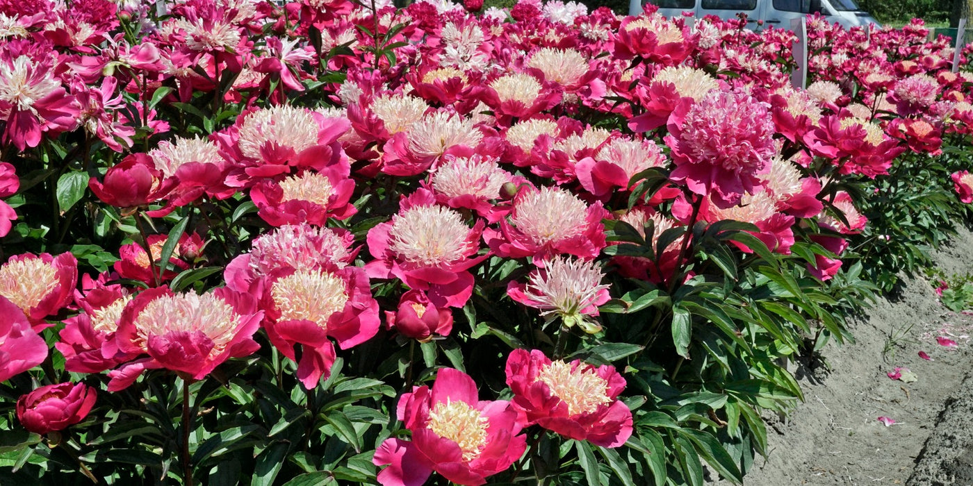 Flower bulbs: Tulips, Daffodils, Amaryllis | Fluwel