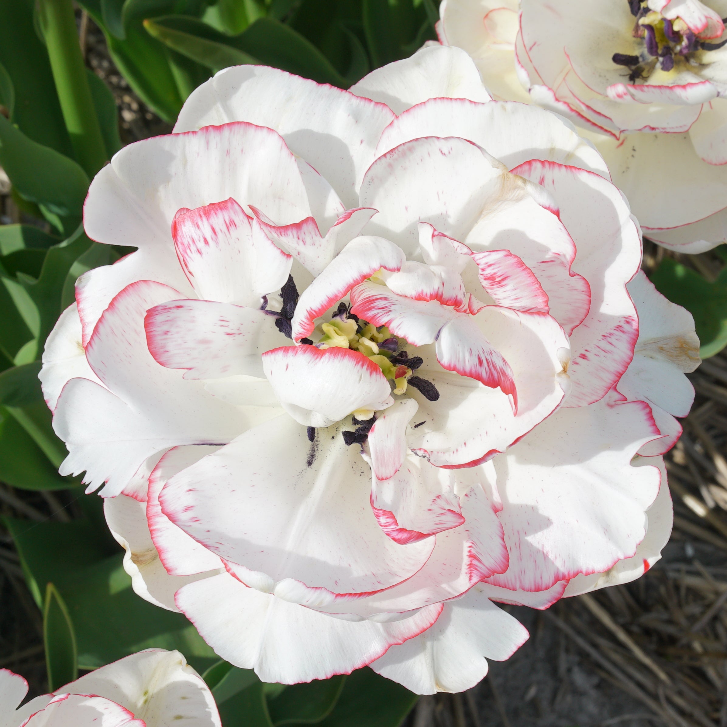 Tulip Wild Romance (Tulipa) | per 10 bulbs | Fluwel