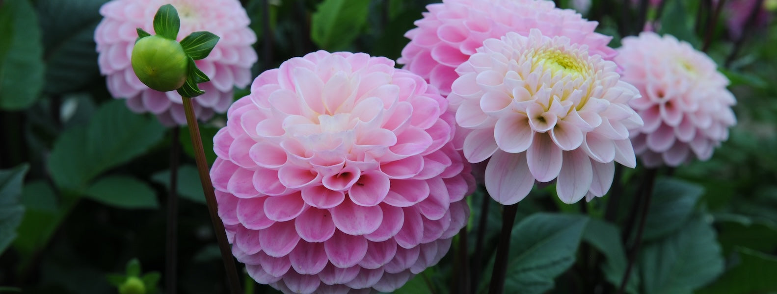 Flower bulbs: Tulips, Daffodils, Amaryllis | Fluwel