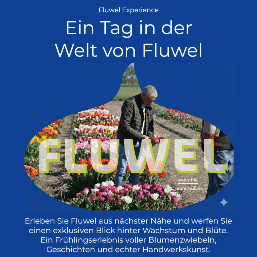 Fluwel Experience