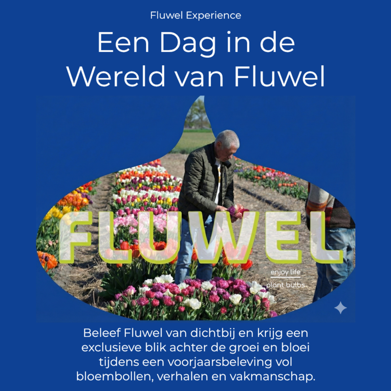 Fluwel Experience