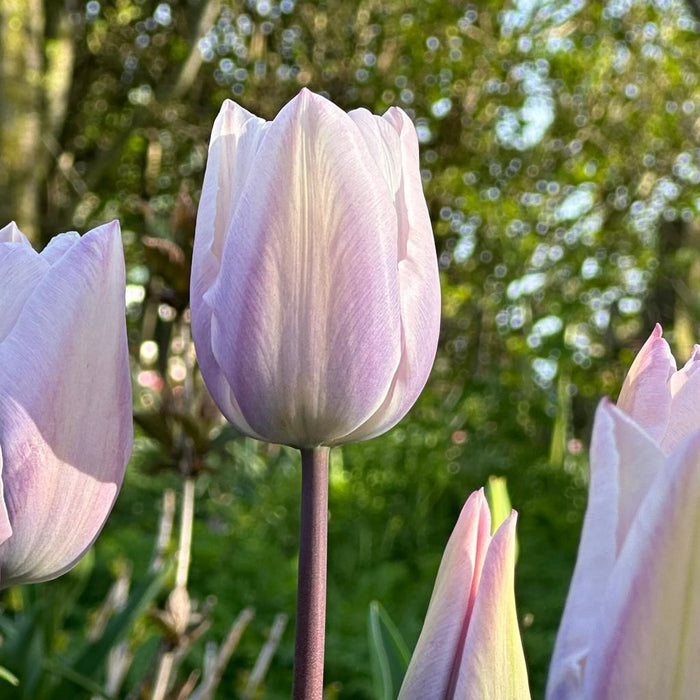 Tulip Silver Cloud (Tulipa) | per 20 bulbs | Fluwel