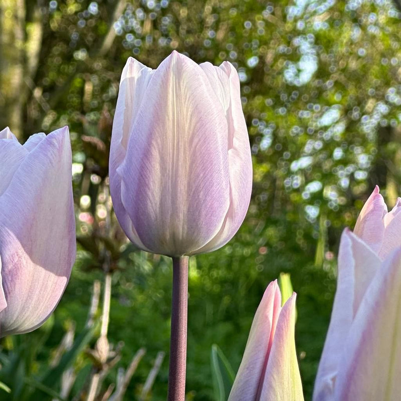 Tulip Silver Cloud (Tulipa) | per 20 bulbs | Fluwel