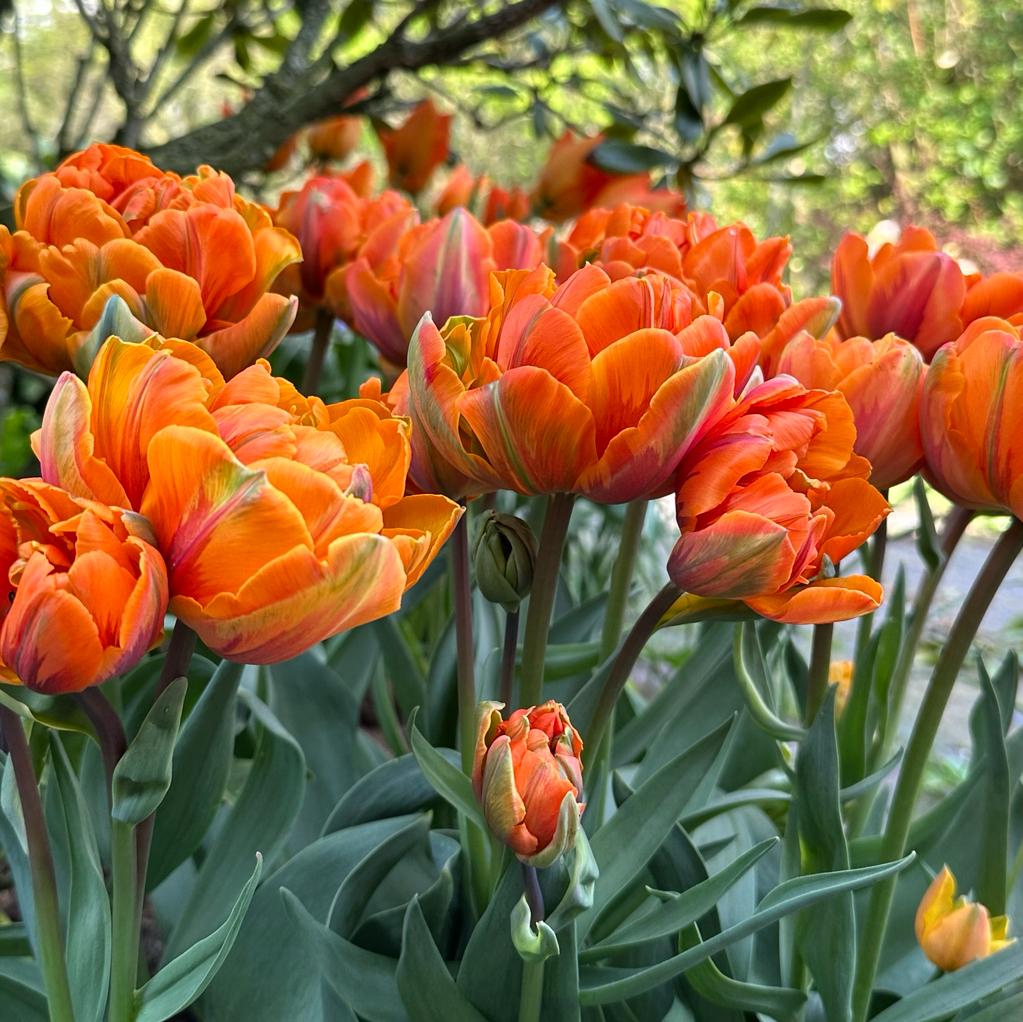 Orange Princess (Tulipa) | per 20 pieces from Fluwel